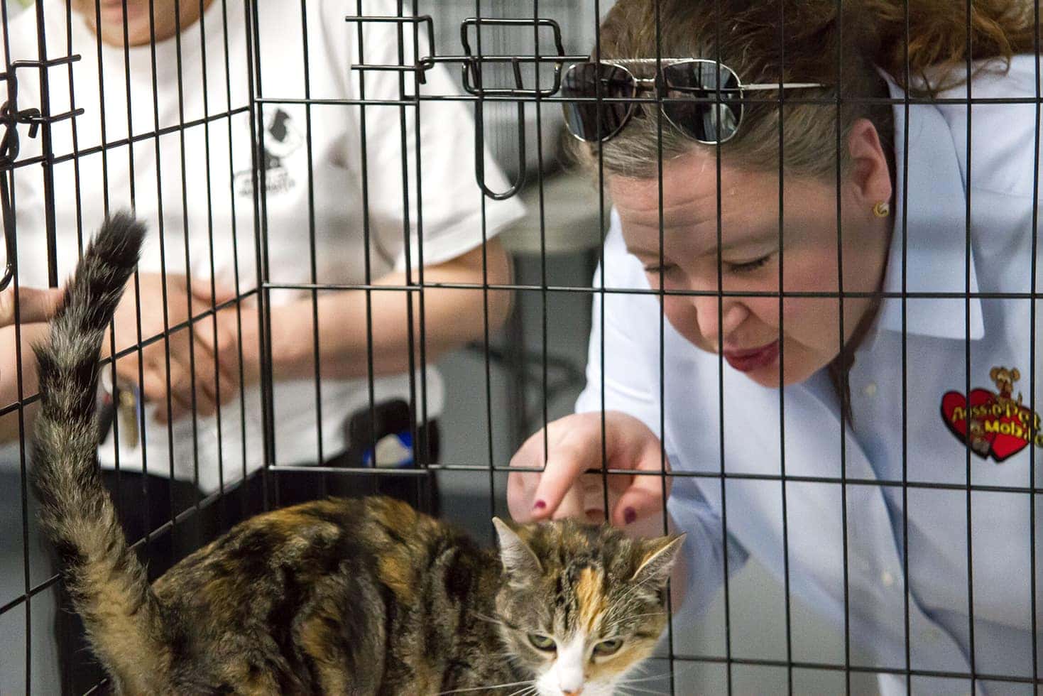 The Pawswatch Community Cat Center | BMW of Newport